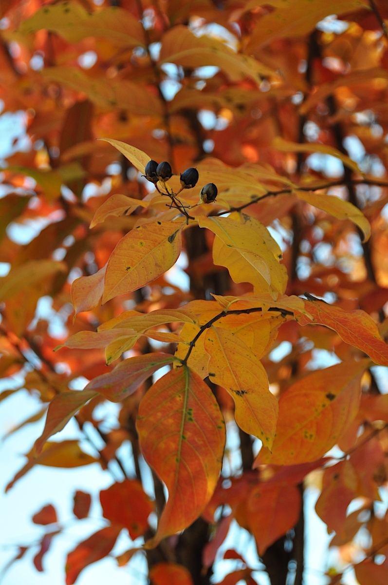 Fall is for Planting - Sampson Nursery, Inc
